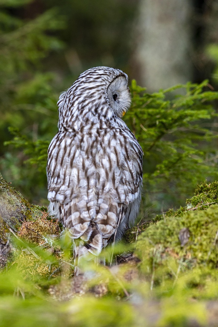 Ural Owl Strix Uralensis Bird - Free photo on Pixabay - Pixabay