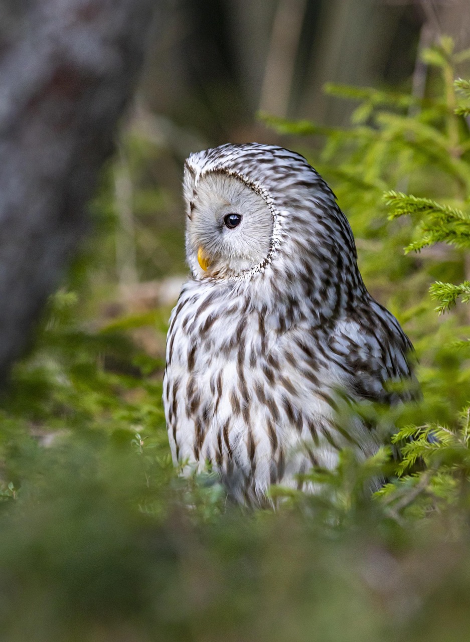 Ural Owl Strix Uralensis Bird - Free photo on Pixabay