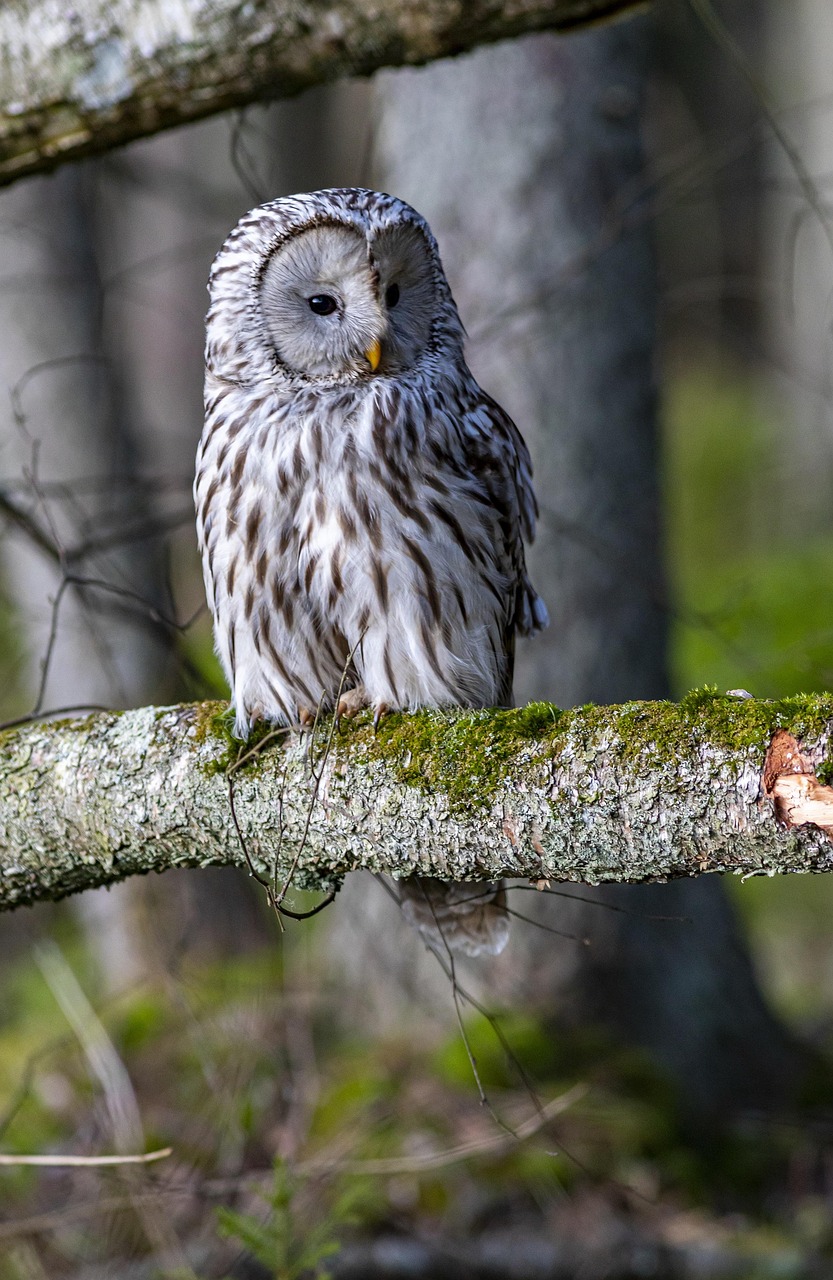 Ural Owl Strix Uralensis Bird - Free photo on Pixabay - Pixabay