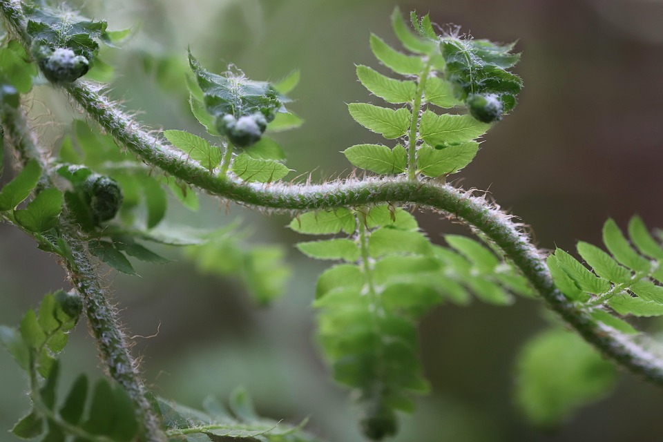 Fern Skewer Unroll - Free photo on Pixabay - Pixabay