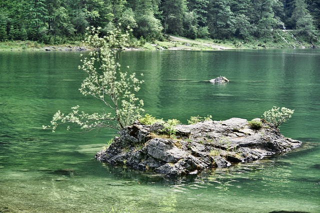 Insel Pflanze See - Kostenloses Foto auf Pixabay - Pixabay