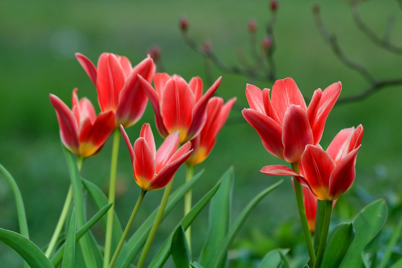 Tulipanes Flor Primavera - Foto gratis en Pixabay - Pixabay