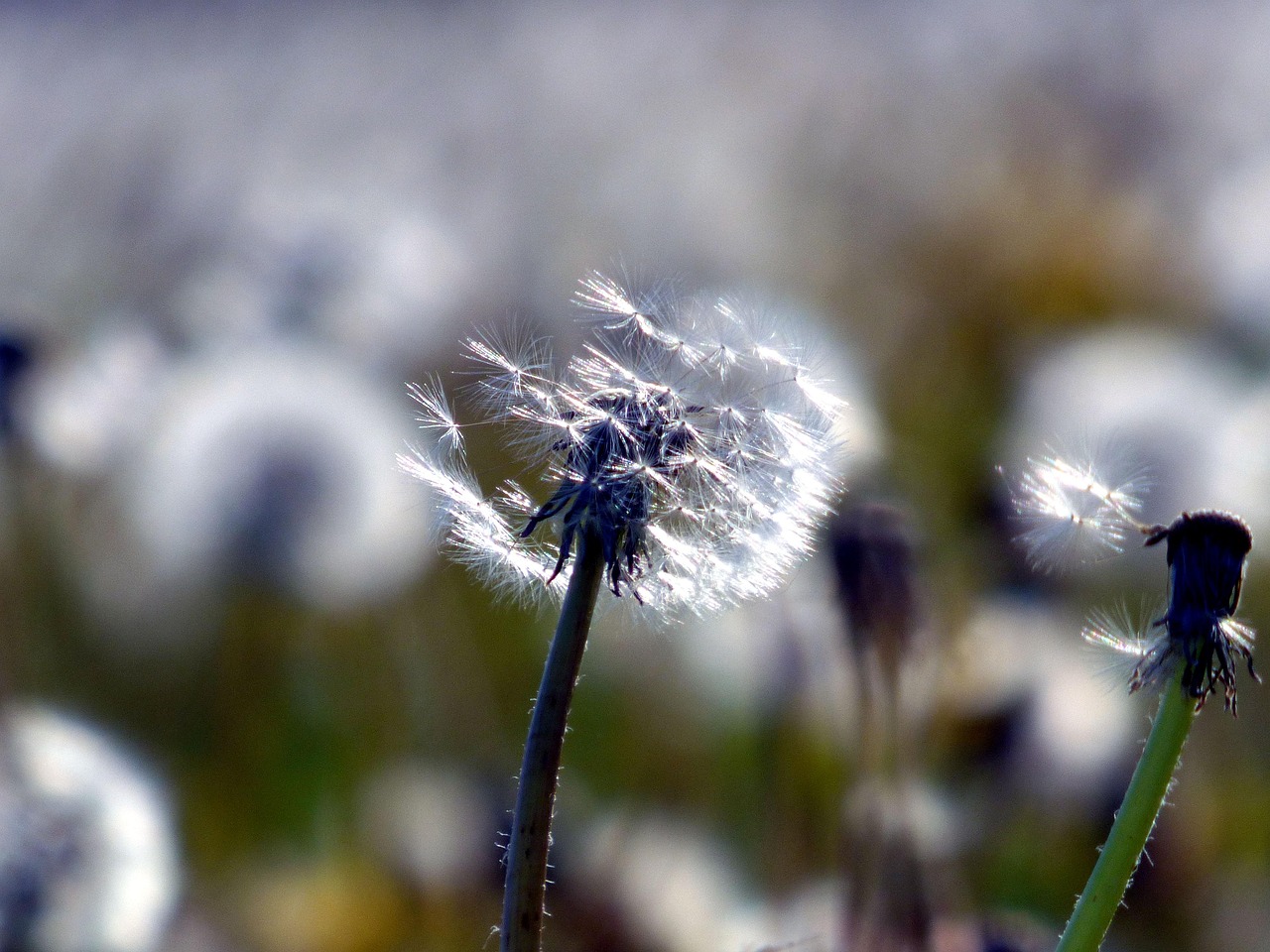 Flowers Down Dandelion - Free photo on Pixabay - Pixabay