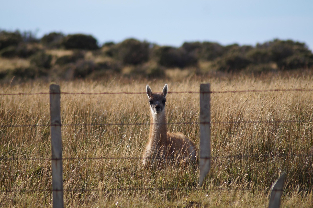 30+ Free Guanaco & Patagonia Images - Pixabay