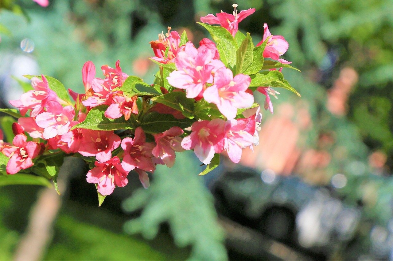 Flowers Spring Nature - Free photo on Pixabay - Pixabay