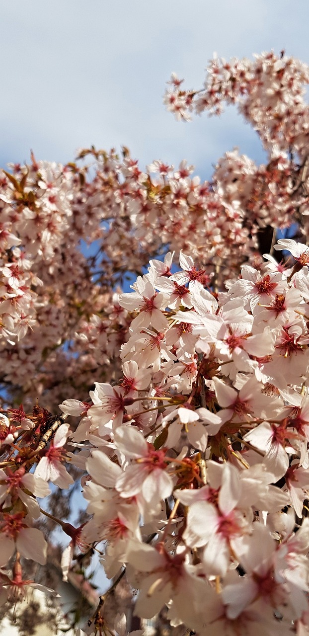 Ceri Jepang Cherry Berbunga - Foto gratis di Pixabay - Pixabay