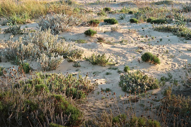 Plants Of Sand Seaside Beach - Free photo on Pixabay - Pixabay