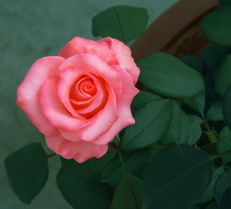 Nature Pink Rose - Free photo on Pixabay - Pixabay