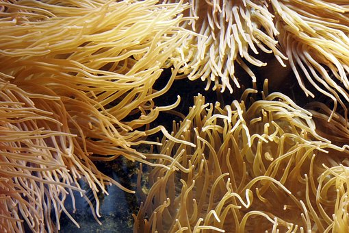 10+ Free Actiniaria & Anthozoa Images - Pixabay