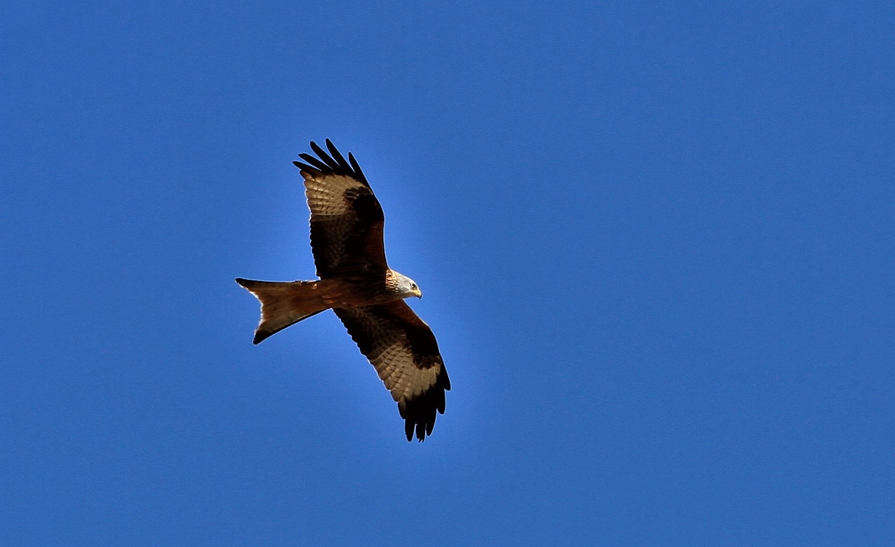 Raptor Wild Bird Booty Search - Free photo on Pixabay