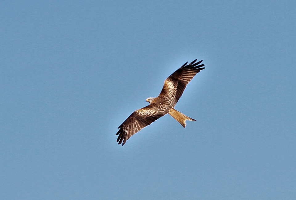 Rapace Oiseaux Sauvages Beutesuche - Photo gratuite sur Pixabay