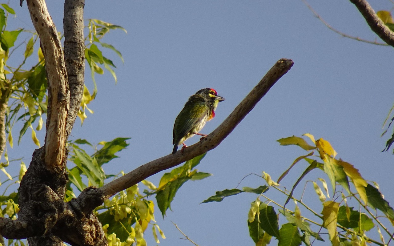 Pássaro Barbet Latoeiro - Foto gratuita no Pixabay - Pixabay