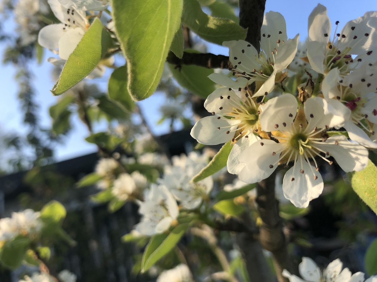 Blossoms Spring Flower - Free photo on Pixabay - Pixabay