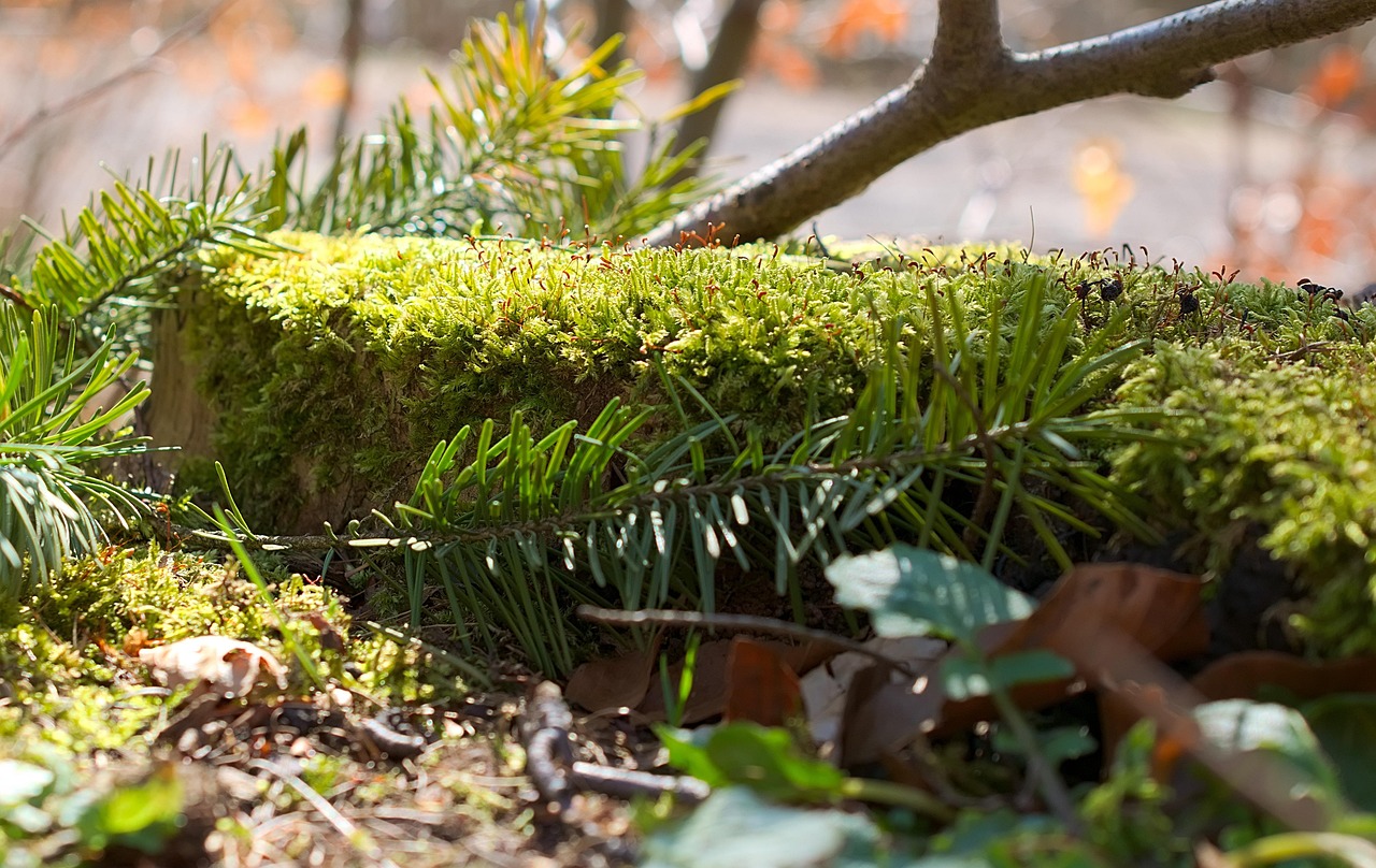 Mousse Forêt La Nature Sol De - Photo gratuite sur Pixabay - Pixabay