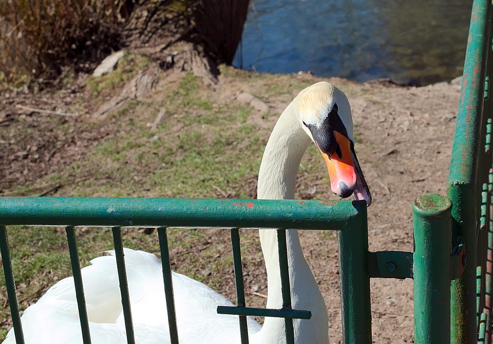 Swan White Aggressive Water - Free photo on Pixabay - Pixabay