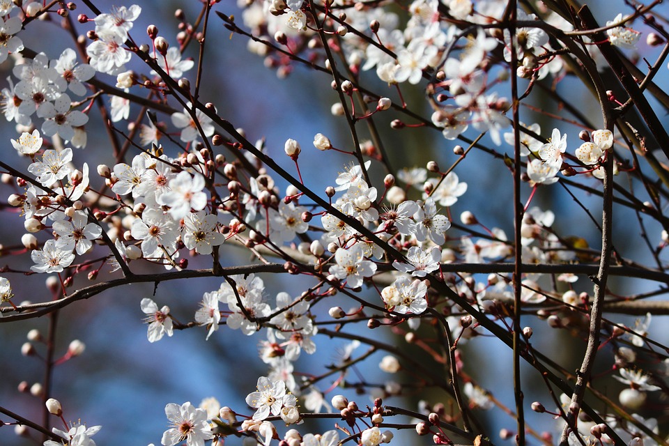 Blackthorn Slough Black Thorn - Free photo on Pixabay