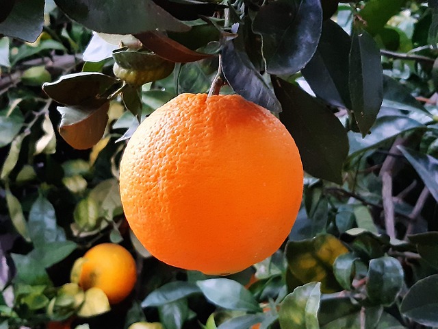 Jeruk Buah Sehat - Foto gratis di Pixabay