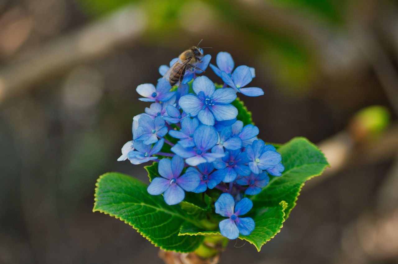 Costa Rica Flores Hortensias - Foto gratis en Pixabay