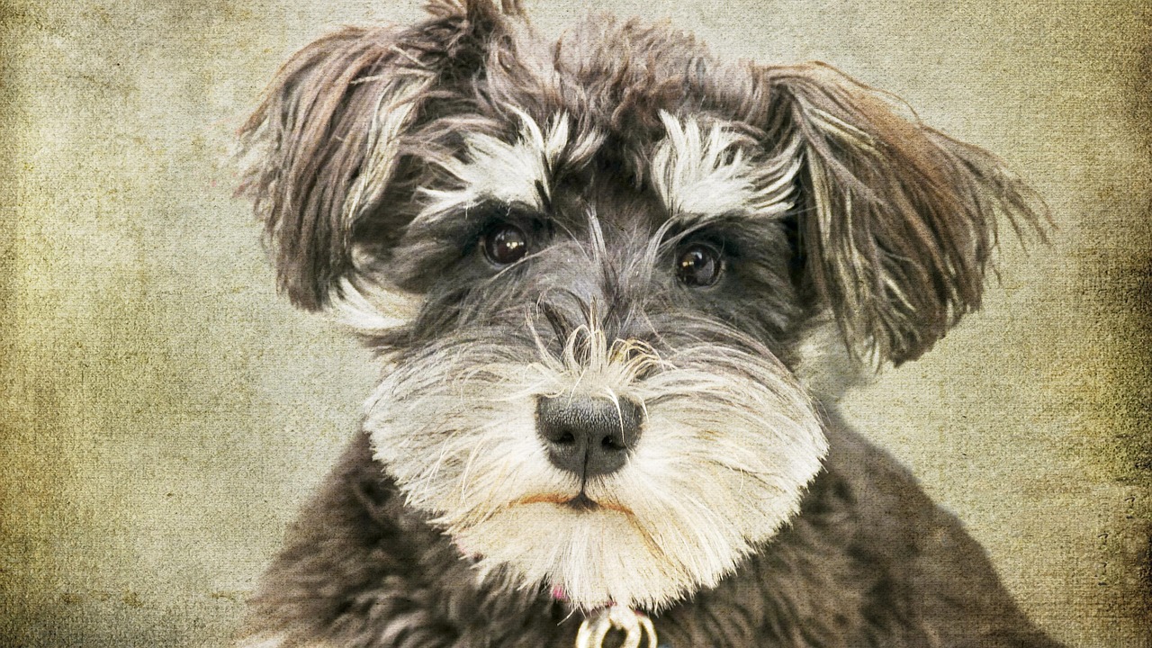 Más de 50 000 imágenes gratis de Perro Schnauzer y Perro - Pixabay