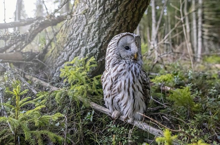 400 Illustrations of Woodland Animals - Pixabay - Pixabay
