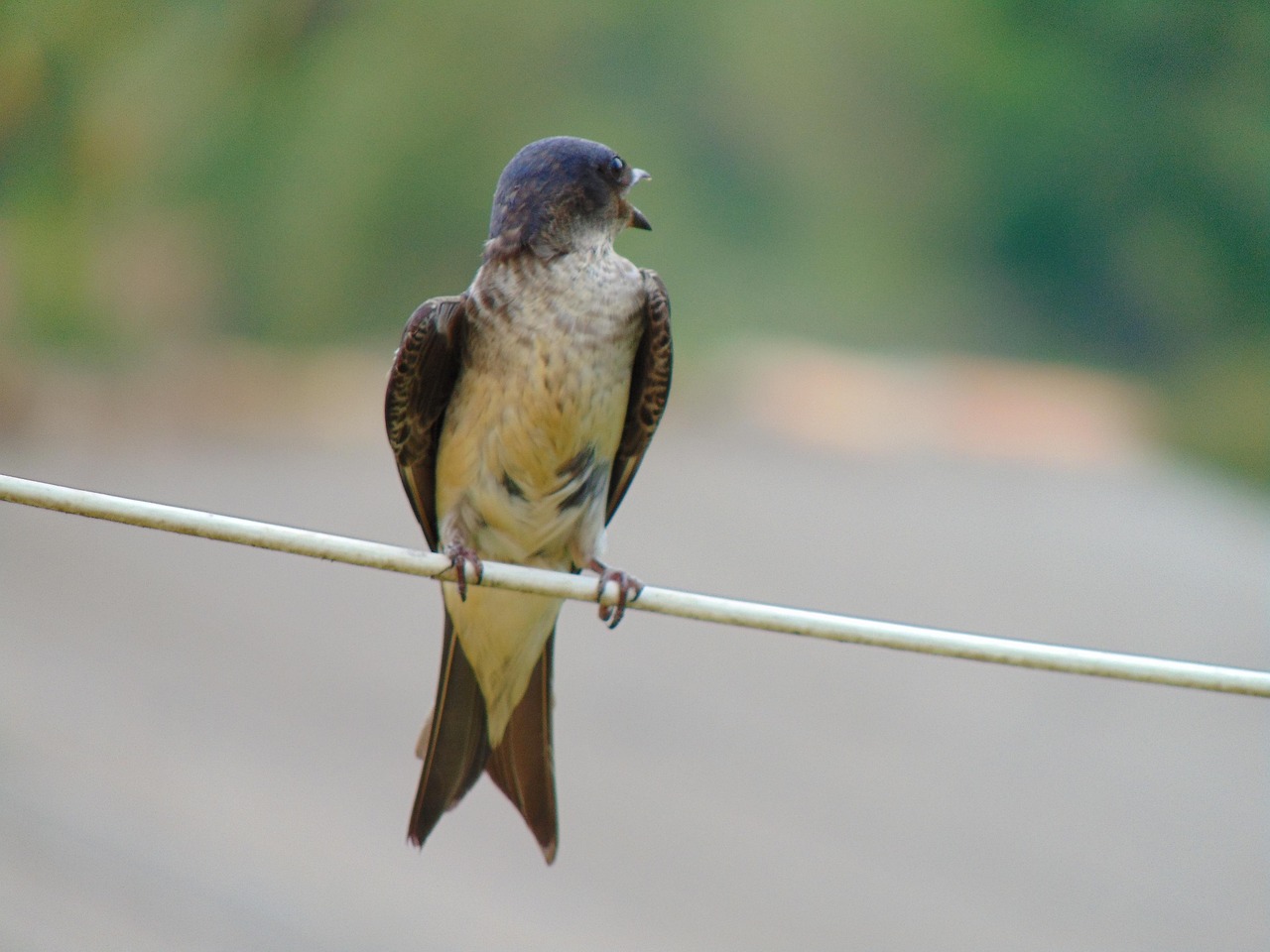 Bird Swallow Animal - Free photo on Pixabay - Pixabay