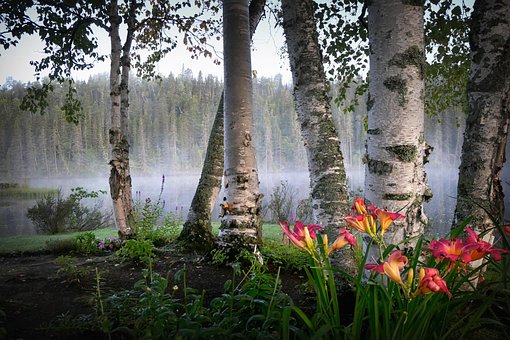 1,000+ Free Birch Tree & Birch Photos