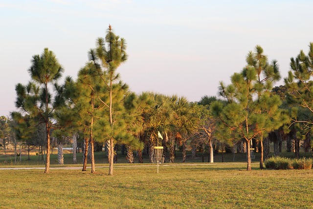 Bosque Parque Naturaleza - Foto gratis en Pixabay - Pixabay