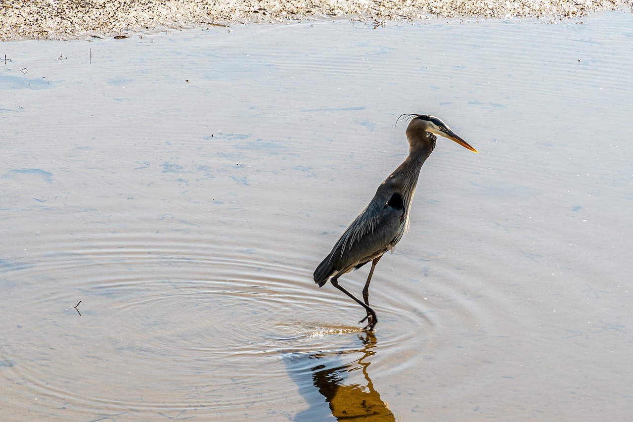 Heron Great Blue Bird - Free photo on Pixabay