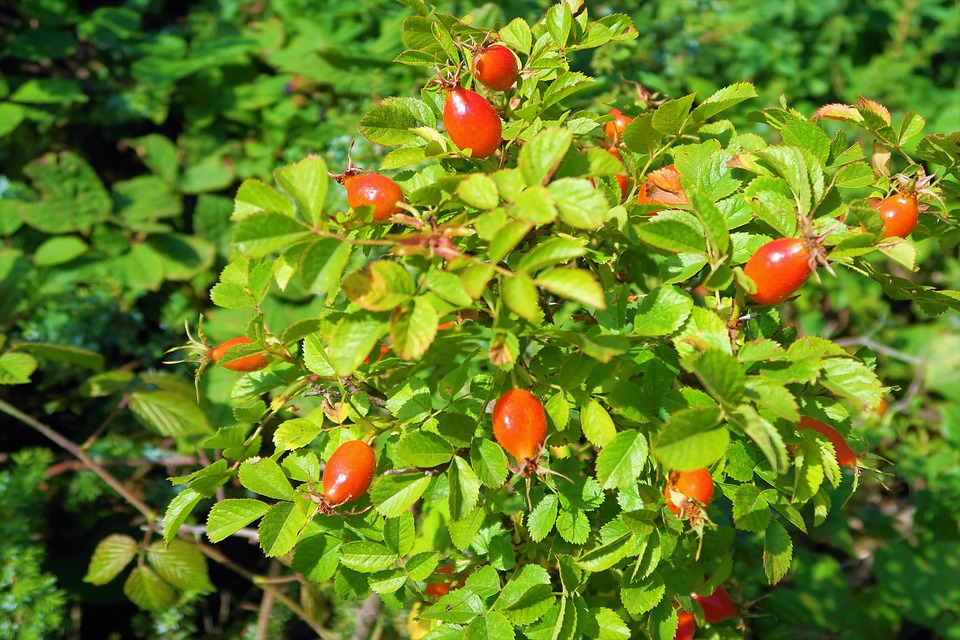 Rosehip Nature Herb - Free photo on Pixabay - Pixabay