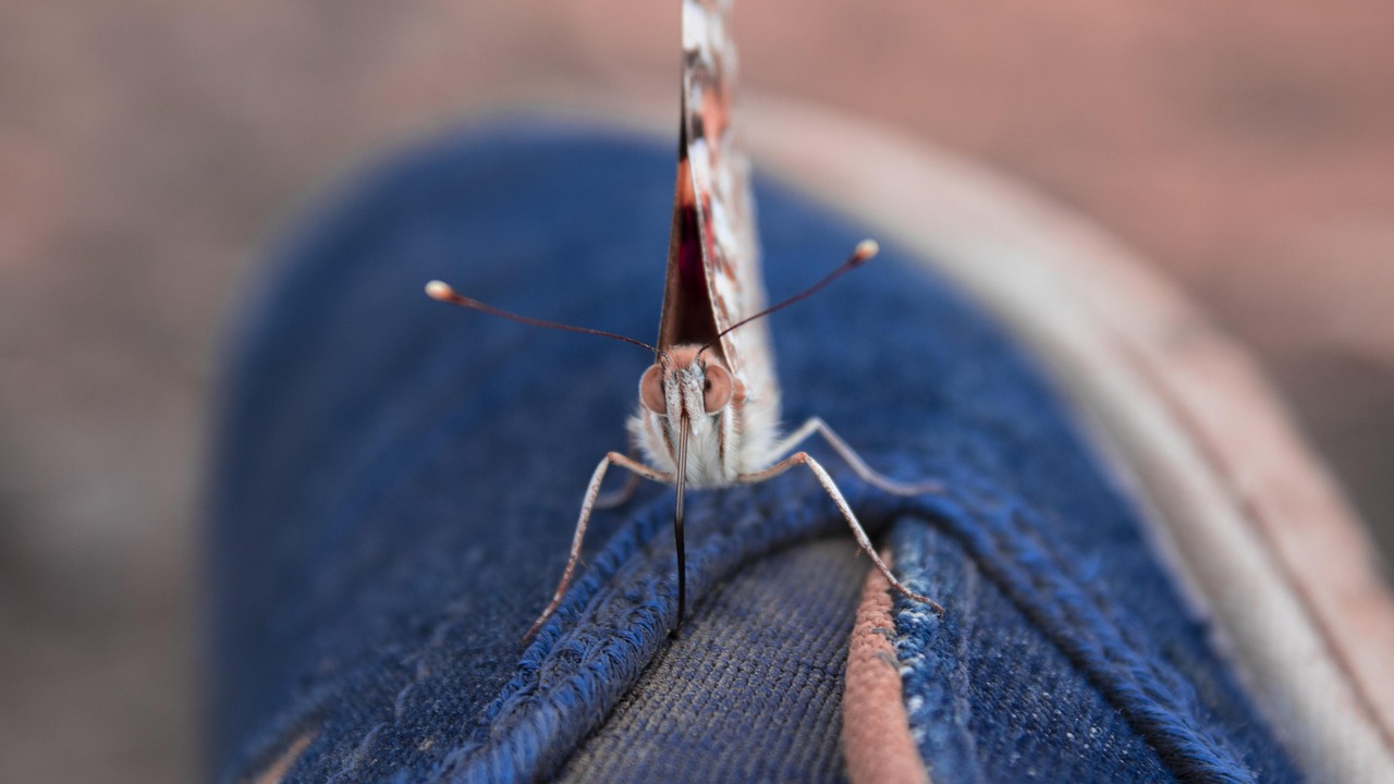 鞋 蝴蝶 自然 - Pixabay上的免费照片 - Pixabay