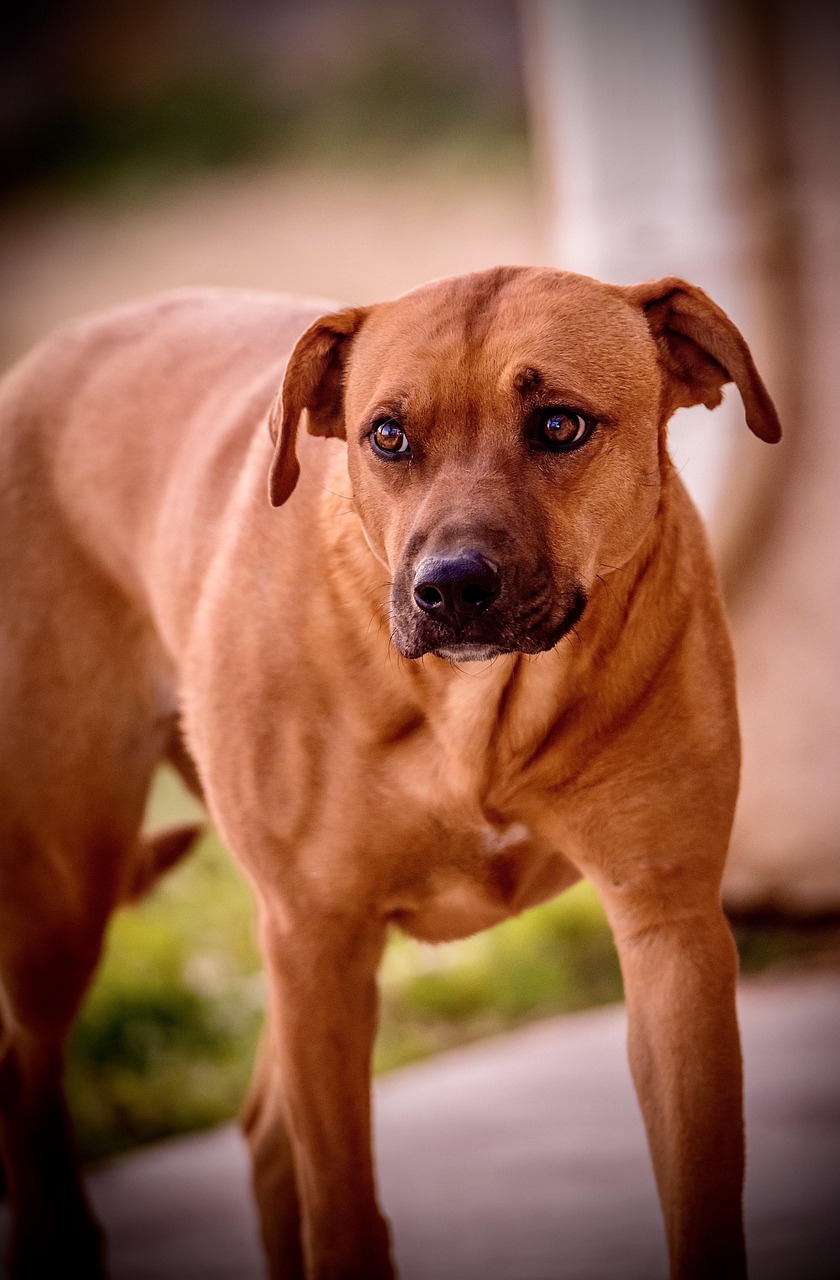 Hund Tier Hündchen - Kostenloses Foto auf Pixabay - Pixabay