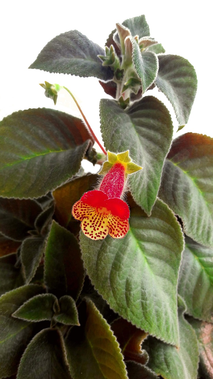 Plante Fleur La - Photo gratuite sur Pixabay - Pixabay