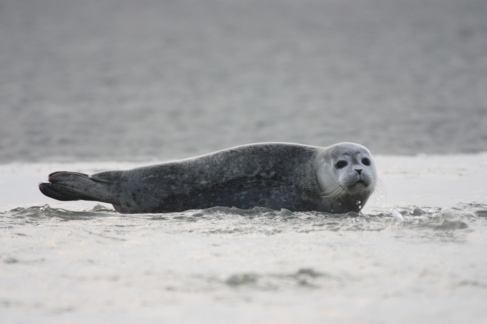 Animal Seal Marine - Free photo on Pixabay