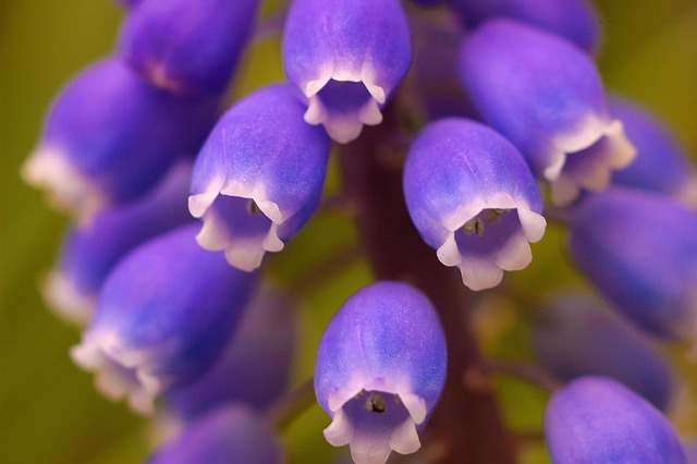 In The United States Flowers - Free photo on Pixabay