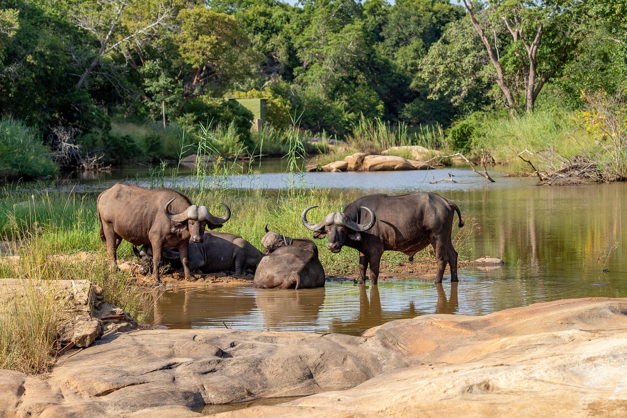 200+ Free Water Buffalo & Buffalo Images - Pixabay