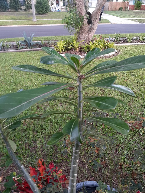 Lay Flower Plant - Free photo on Pixabay