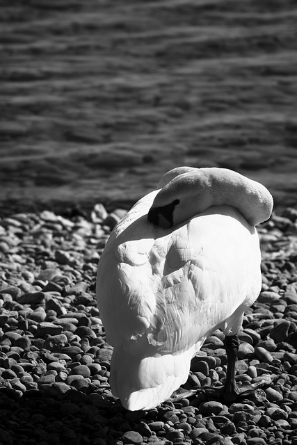 Swan Sw Animal - Free photo on Pixabay - Pixabay