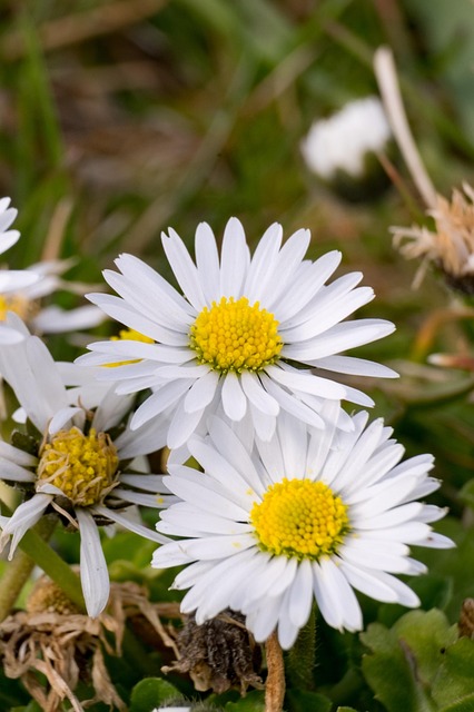 Bunga Aster Putih - Foto gratis di Pixabay - Pixabay