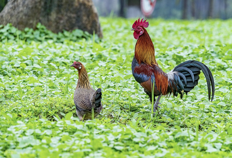 Chicken Rico Delicious - Free photo on Pixabay