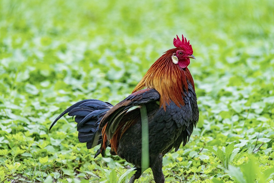 Chicken Rico Delicious - Free photo on Pixabay - Pixabay