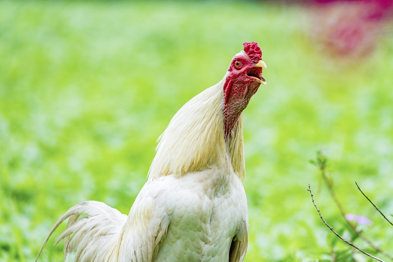 10000+ Chicken Chest & ảnh Chicken miễn phí - Pixabay