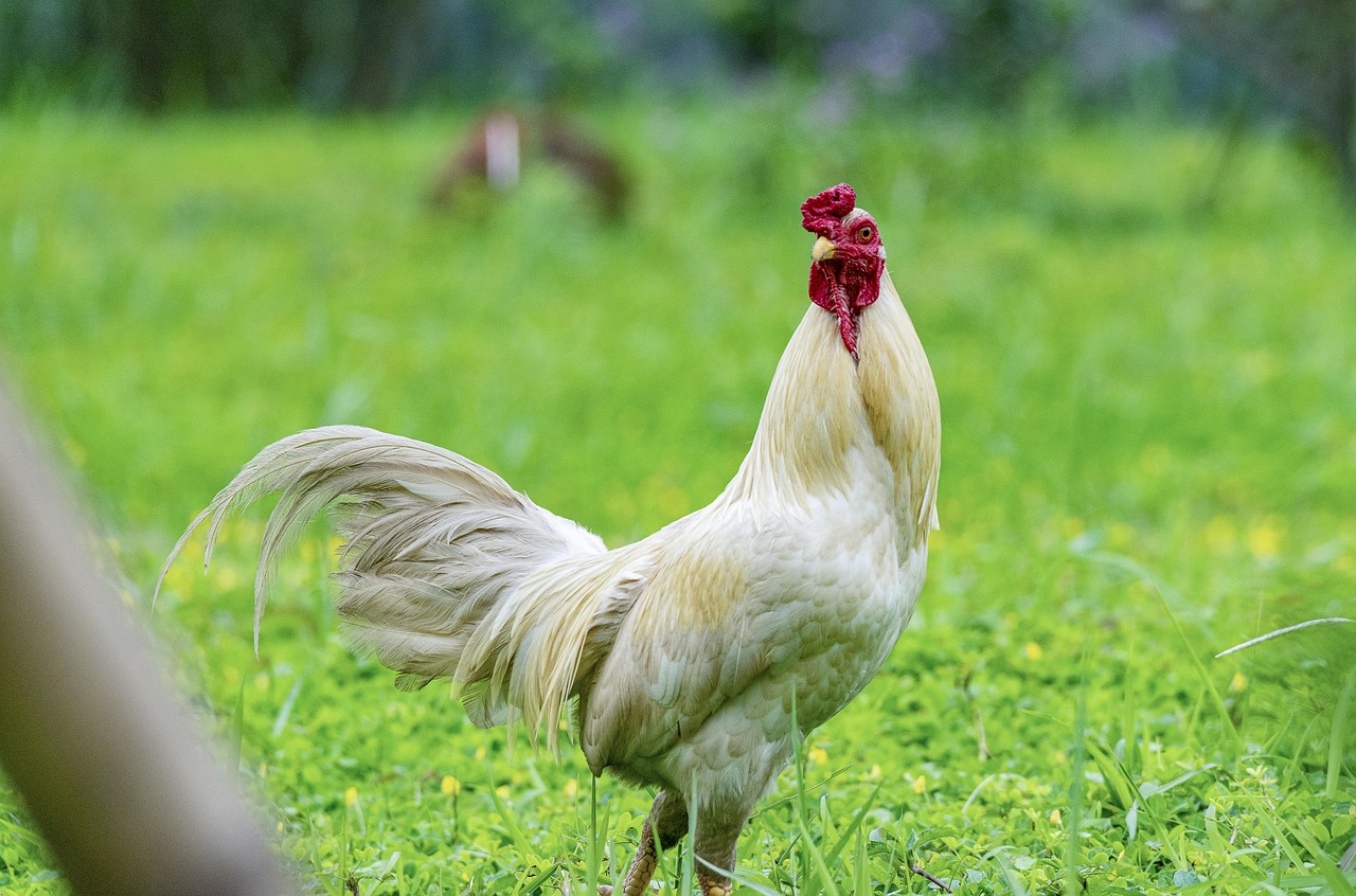 Chicken Rico Delicious - Free photo on Pixabay - Pixabay