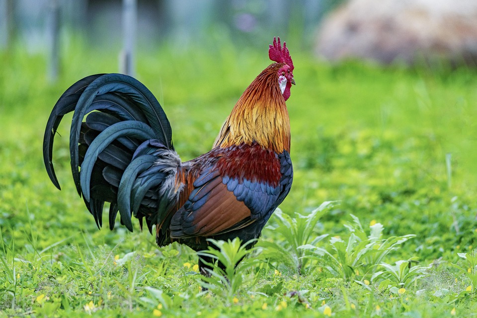 Chicken Rico Delicious - Free photo on Pixabay - Pixabay