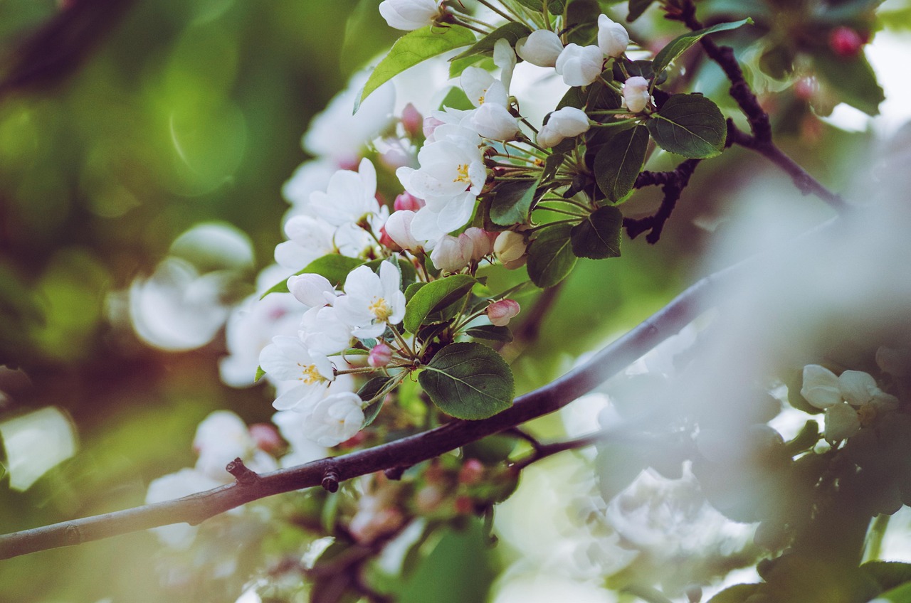 Apple Blossom Tree Spring - Free photo on Pixabay - Pixabay