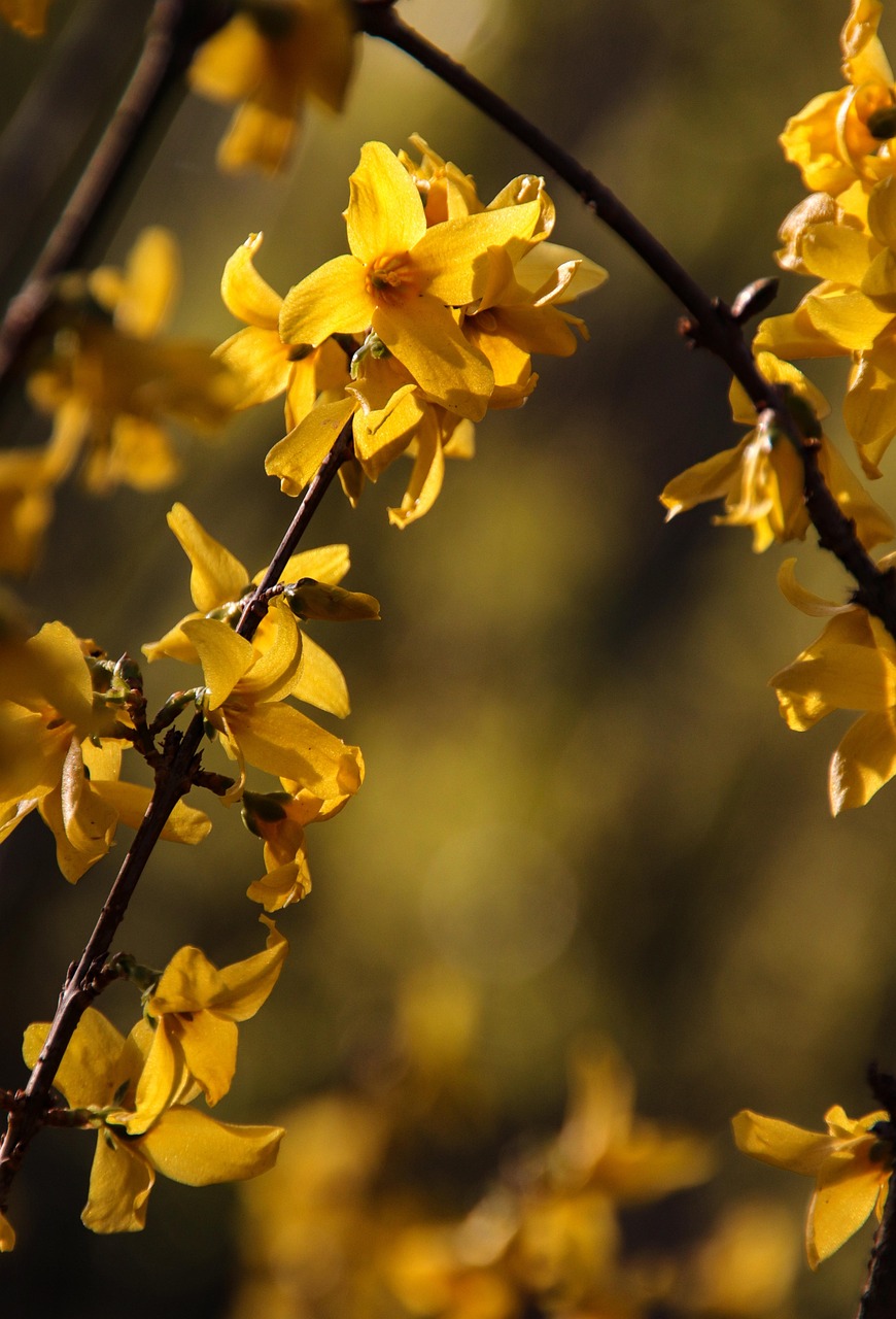500+ Free Forsythia & Nature Images - Pixabay