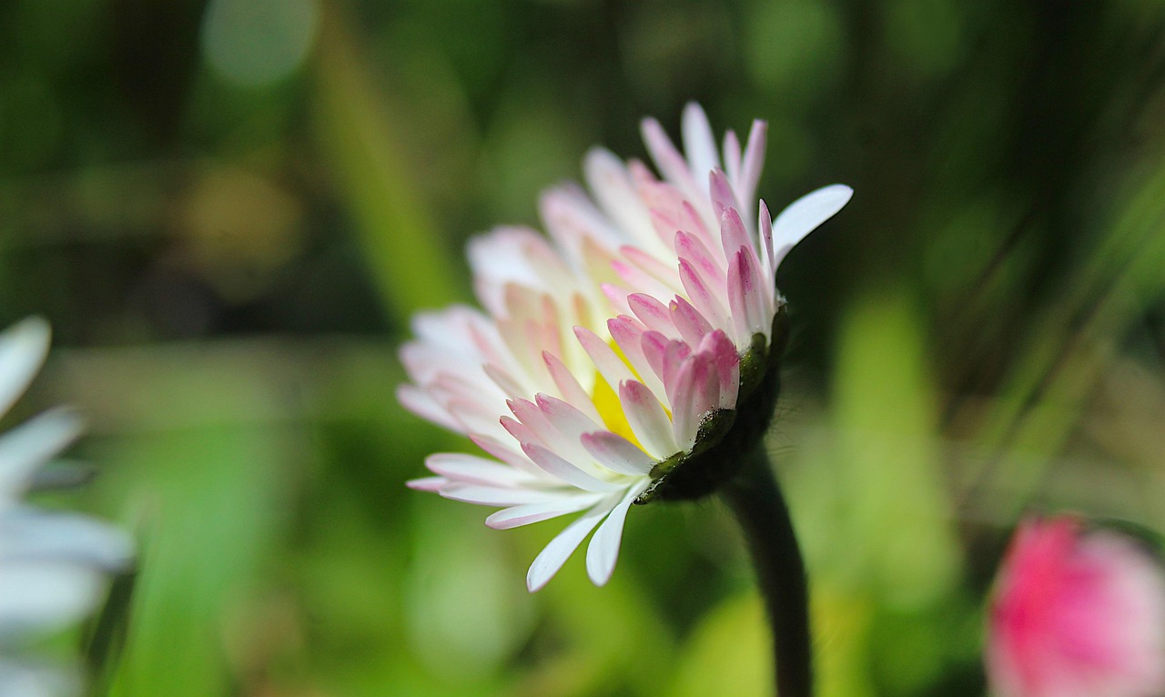 Nature Plants Flowers - Free photo on Pixabay - Pixabay