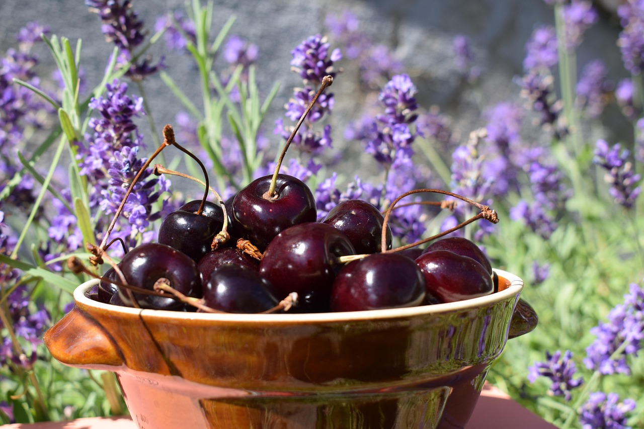 Cherries Lavender Fruits - Free photo on Pixabay - Pixabay
