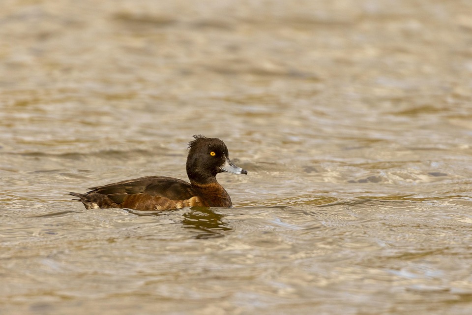 Anatidae Hayvan Anseriformlar - Pixabay'de ücretsiz fotoğraf - Pixabay