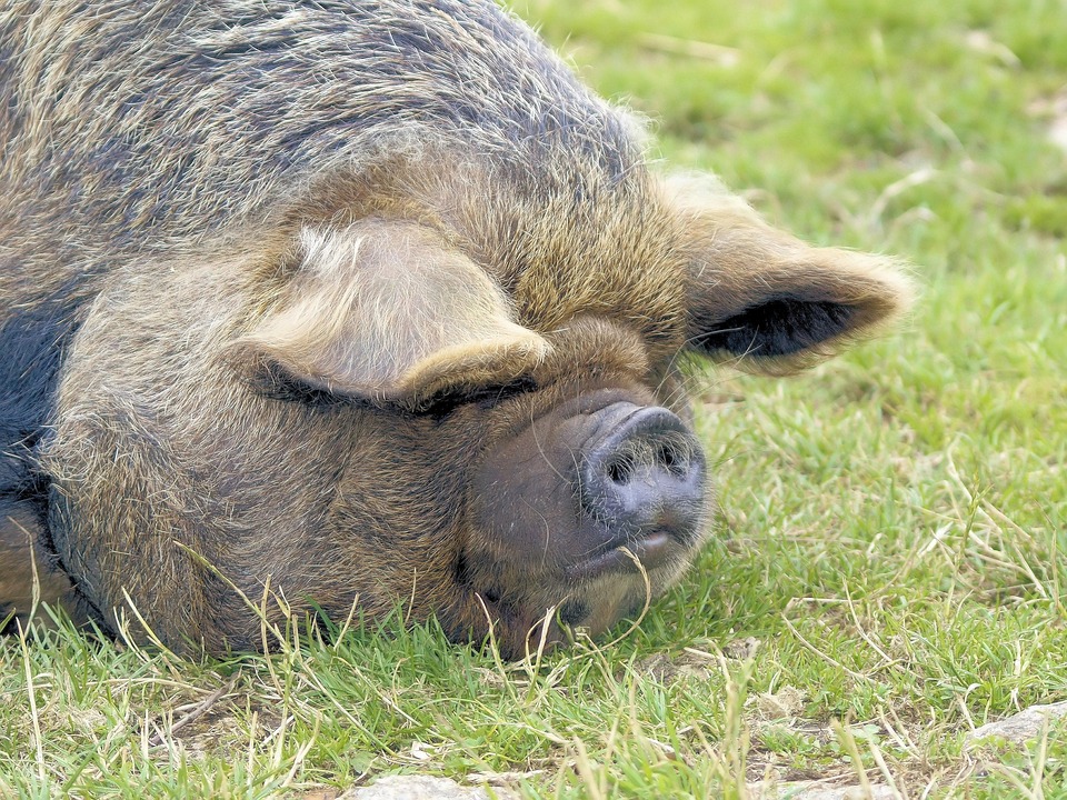 Porc Diriger Sanglier - Photo gratuite sur Pixabay