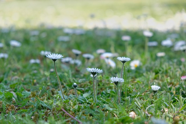 Bunga Aster Padang Rumput - Foto gratis di Pixabay - Pixabay